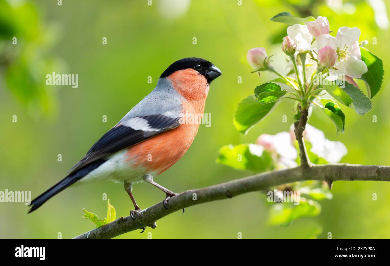 Little bird sitting on branch of blossom apple tree. The common ...