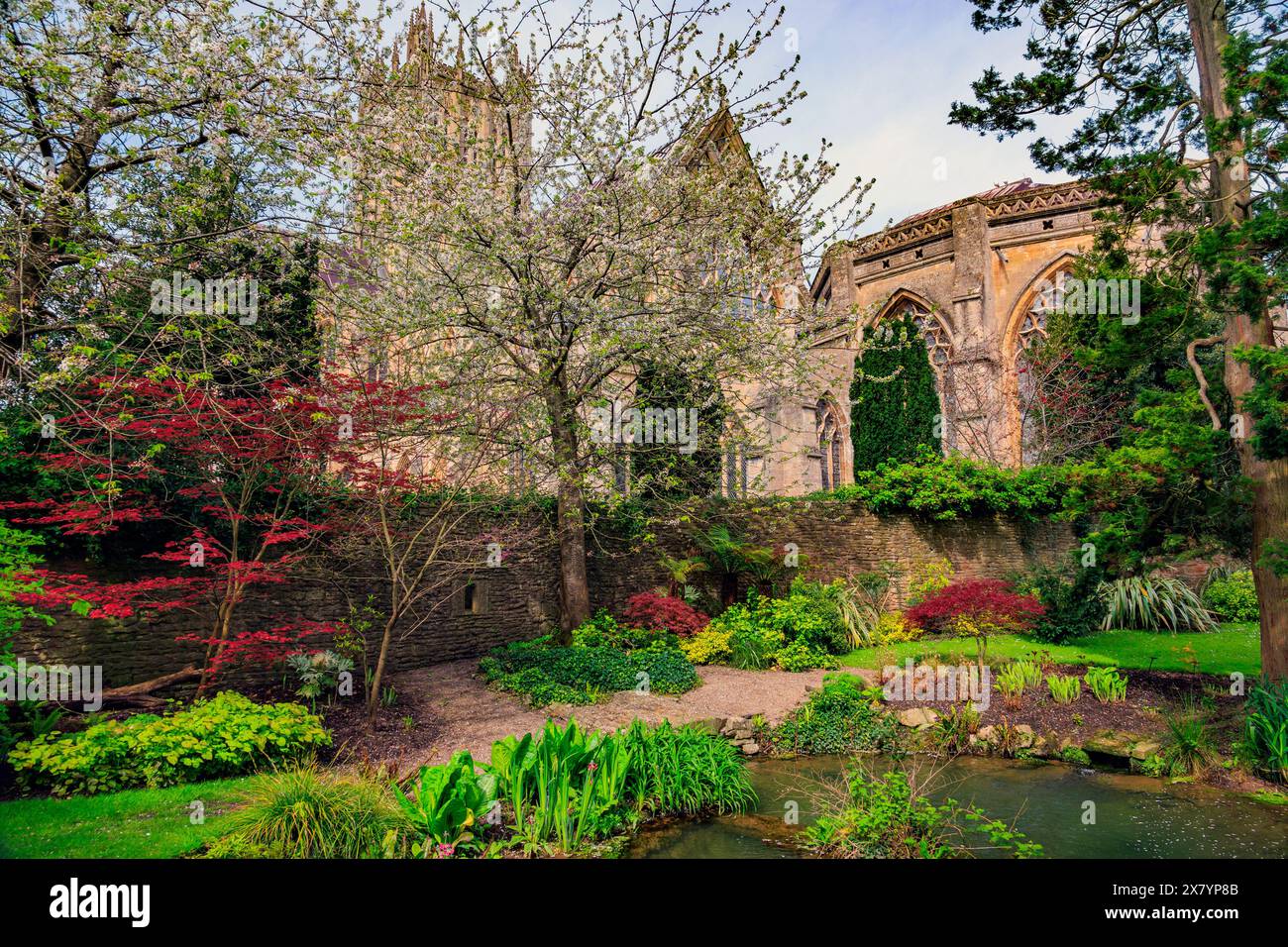 Colourful spring border with acer trees and hostas surrounding St ...