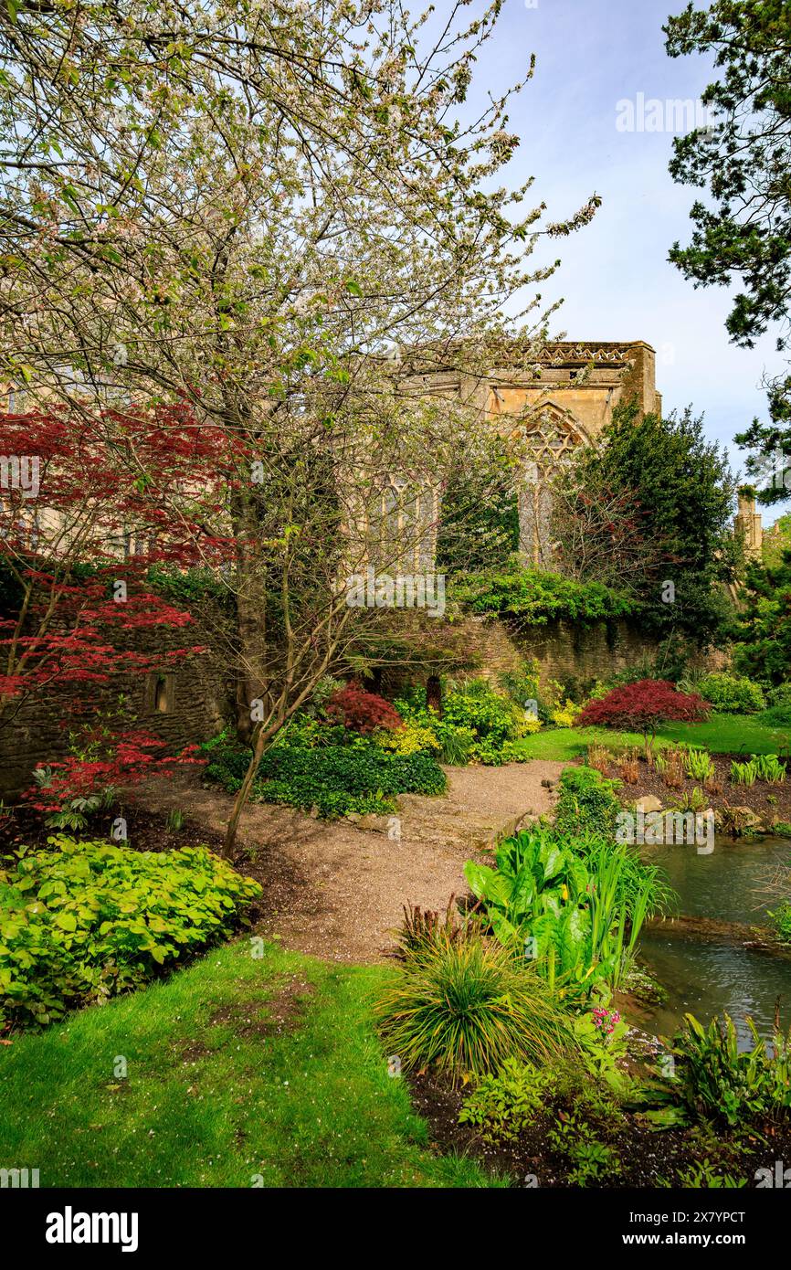 Colourful spring border with acer trees and hostas surrounding St ...
