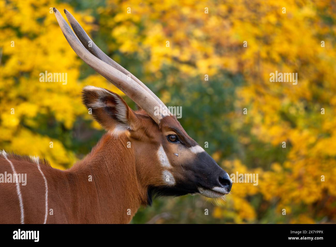 Bongo antelope kenya africa hi-res stock photography and images - Alamy