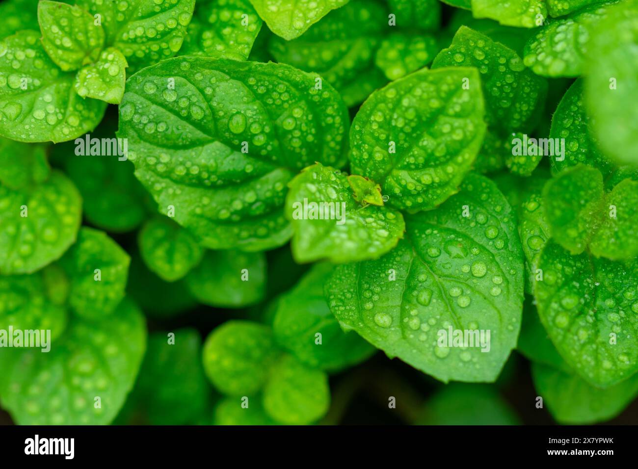 fresh mint leaves gardening Stock Photo - Alamy