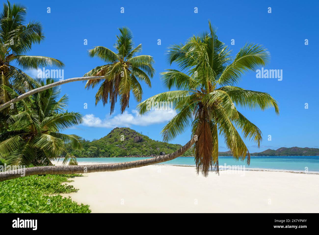 Coconut palm trees on Cote D'Or Beach, Anse Volbert Village, Praslin ...