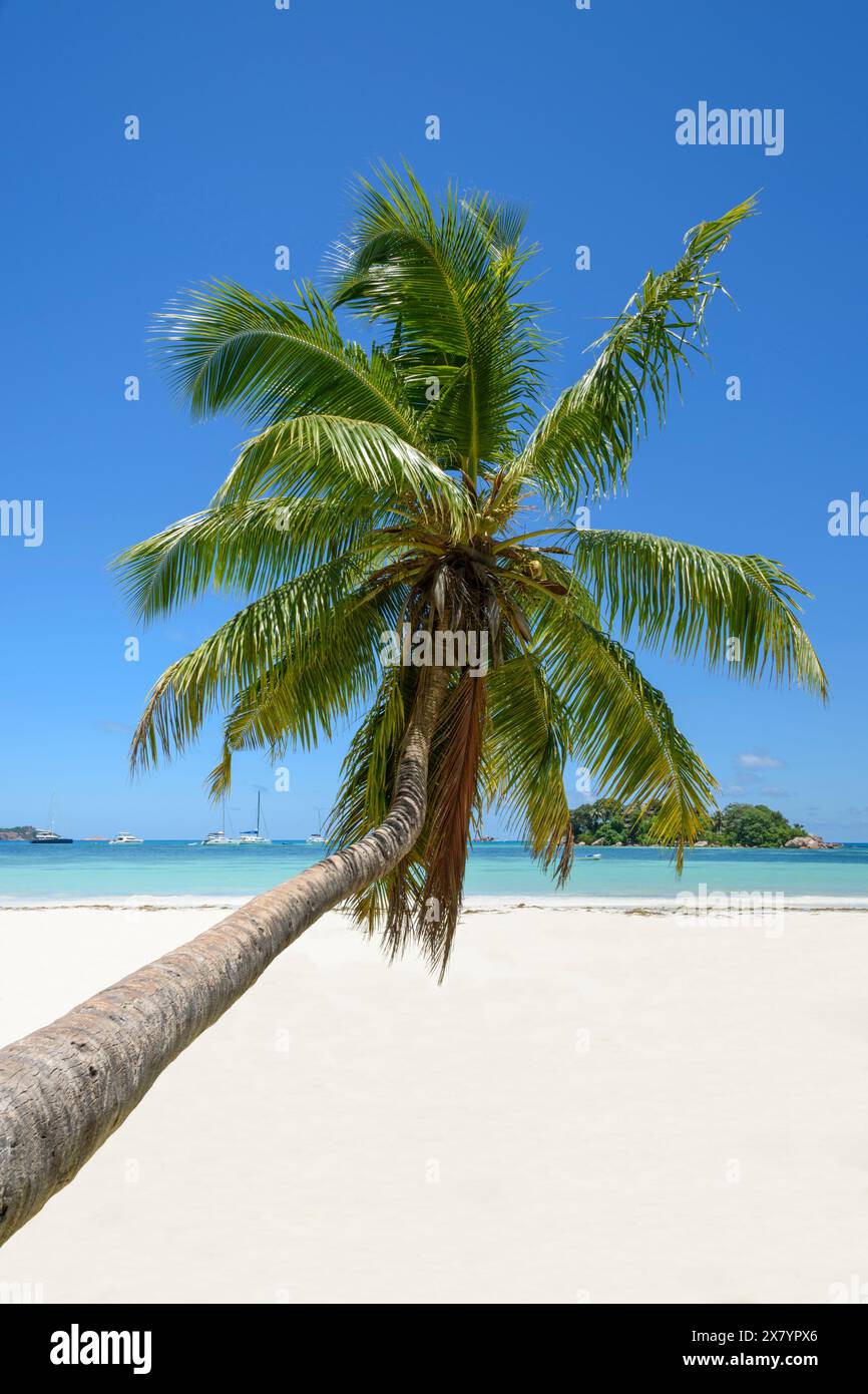Coconut palm tree on Cote D'Or Beach, Anse Volbert Village, Praslin ...