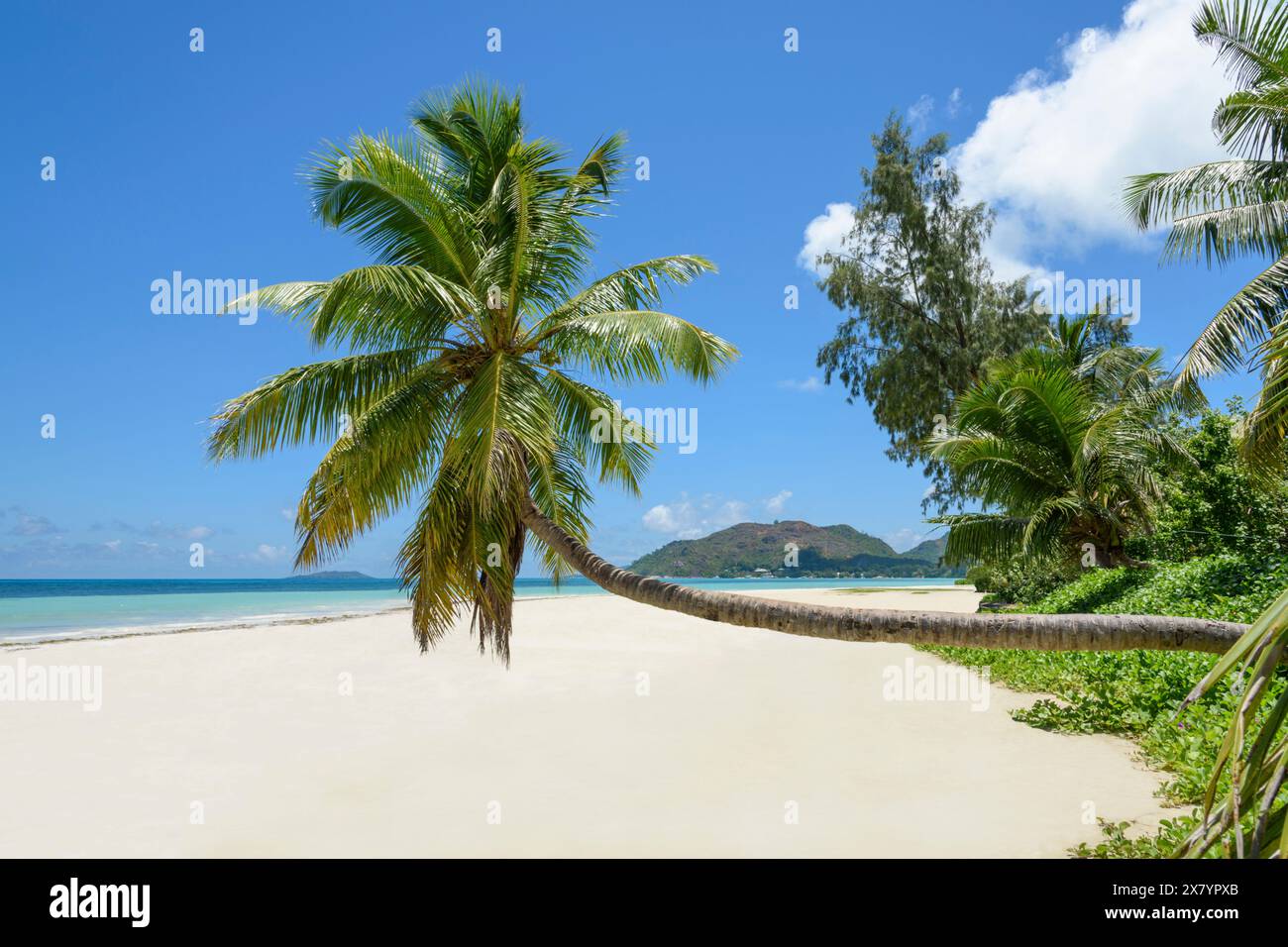 Coconut palm tree on Cote D'Or Beach, Anse Volbert Village, Praslin ...