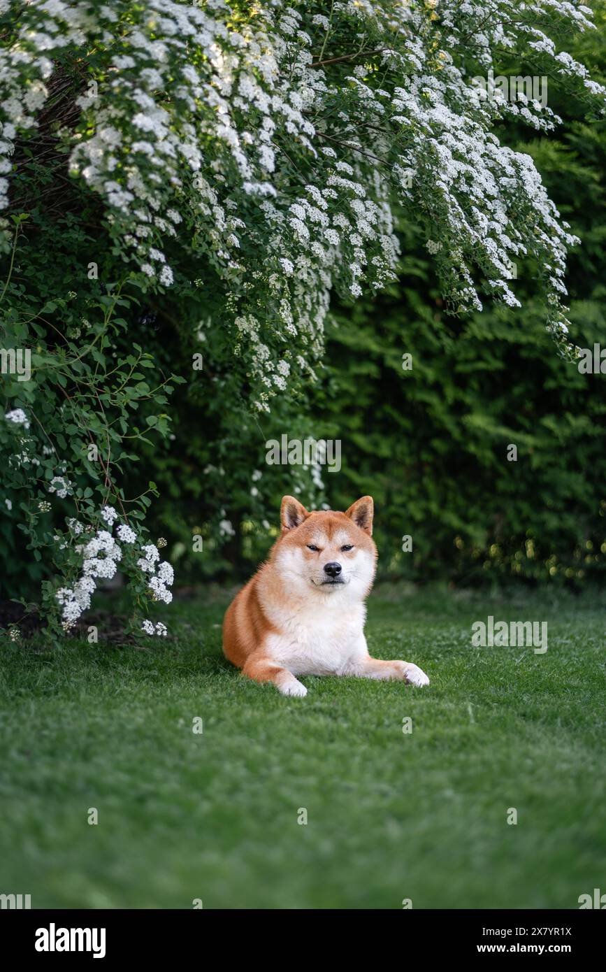 Red Shiba inu dog under Spirea bush in the garden at spring Stock Photo ...