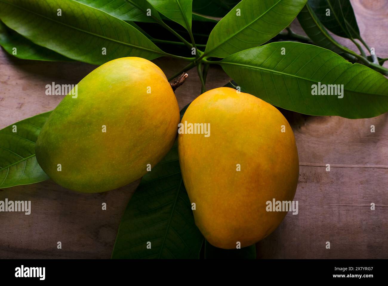 Fresh Mango tropical fruit with green leaf, Ripe mango in grass Stock ...
