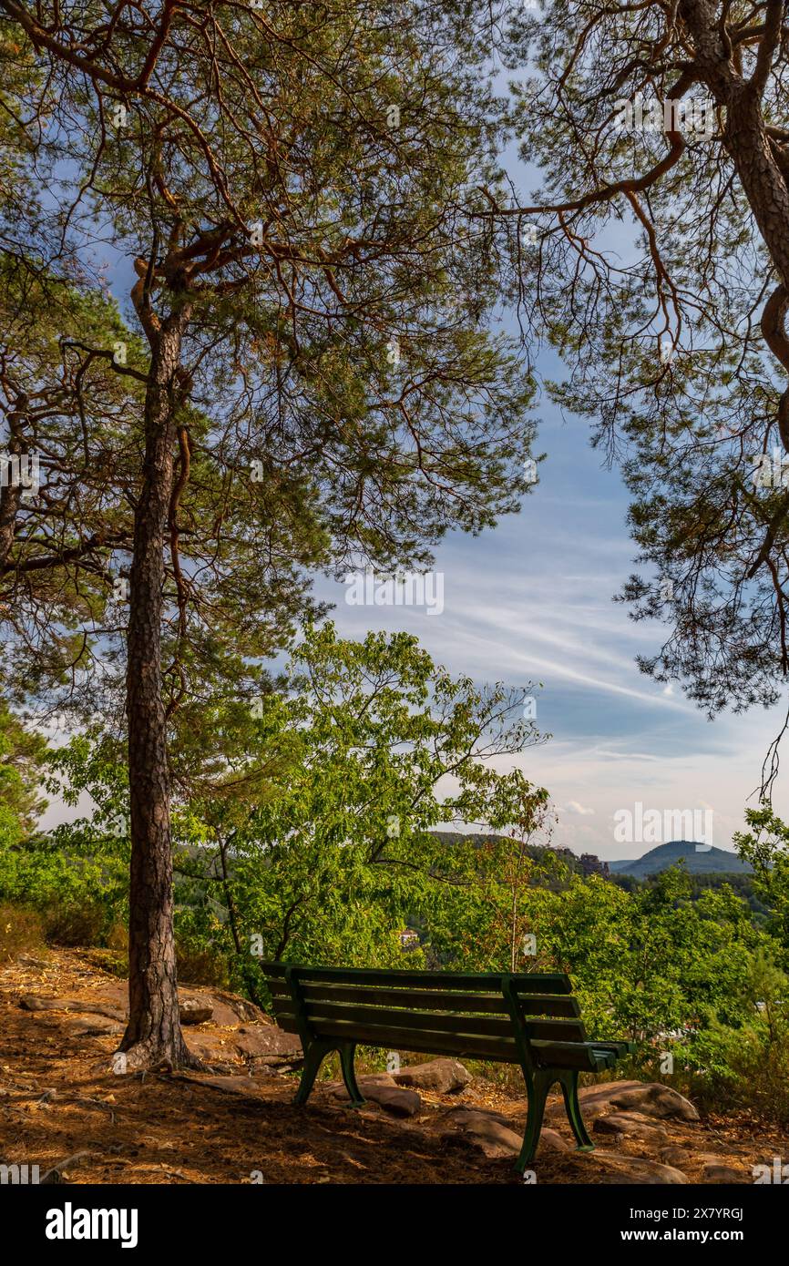 Park Bench with View and Walking Path though Wood with Pine Trees in ...