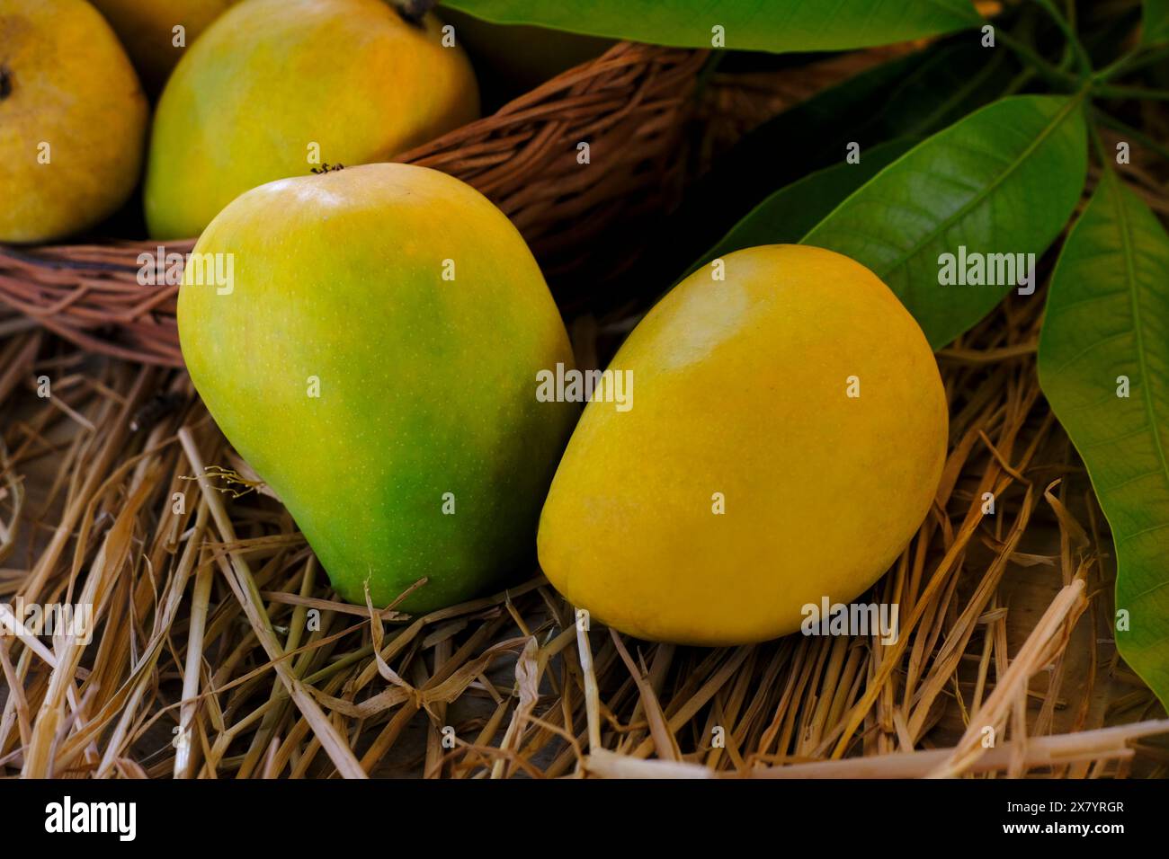 Fresh Mango tropical fruit with green leaf, Ripe mango in grass Stock ...