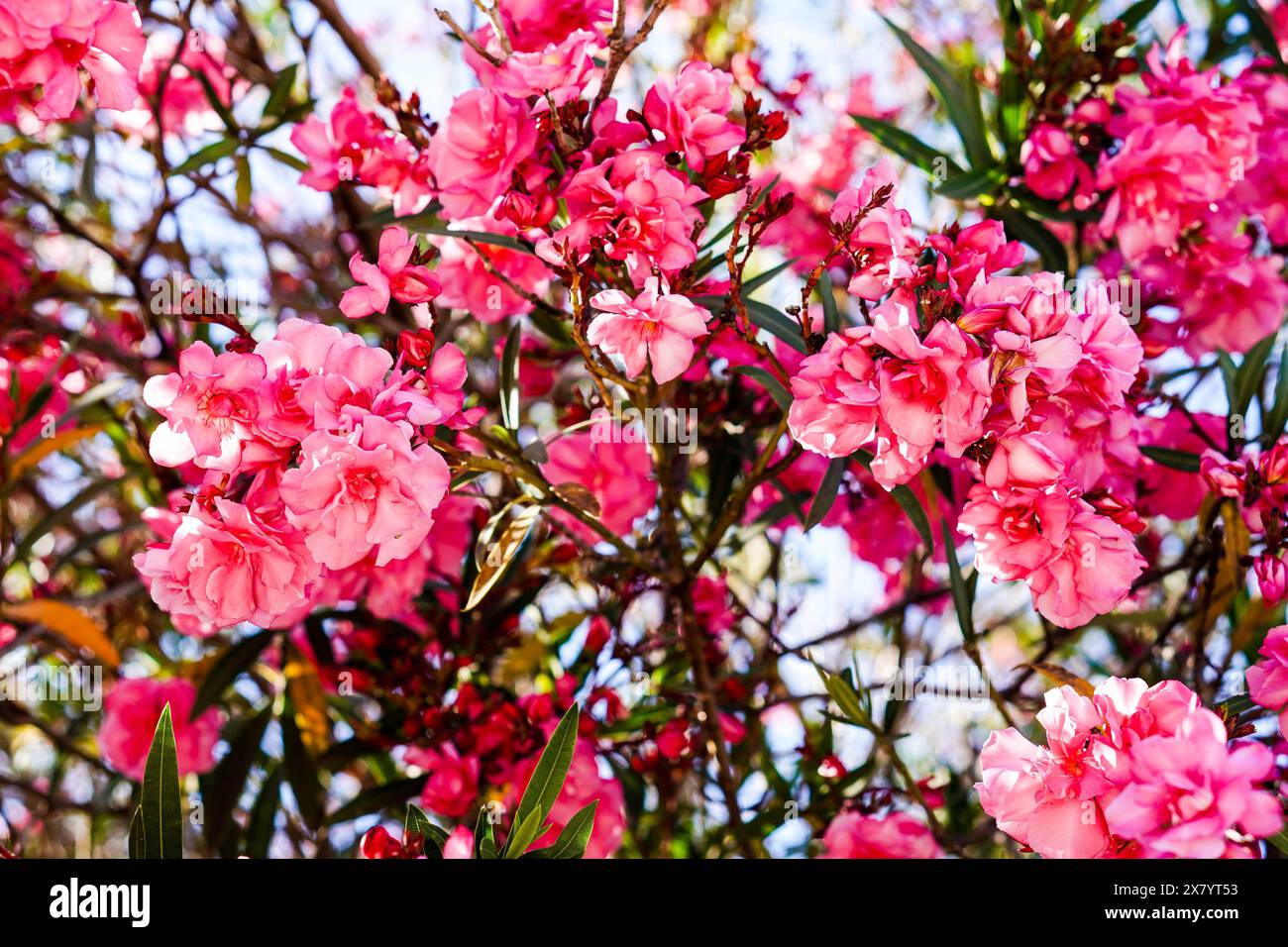 pink flower background, adelfa tree Stock Photo - Alamy