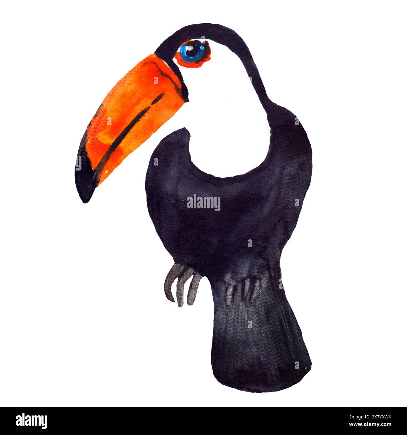 Watercolor hyper-realistic birds of the tropics of Asia - black and white toucan, isolated on a ...