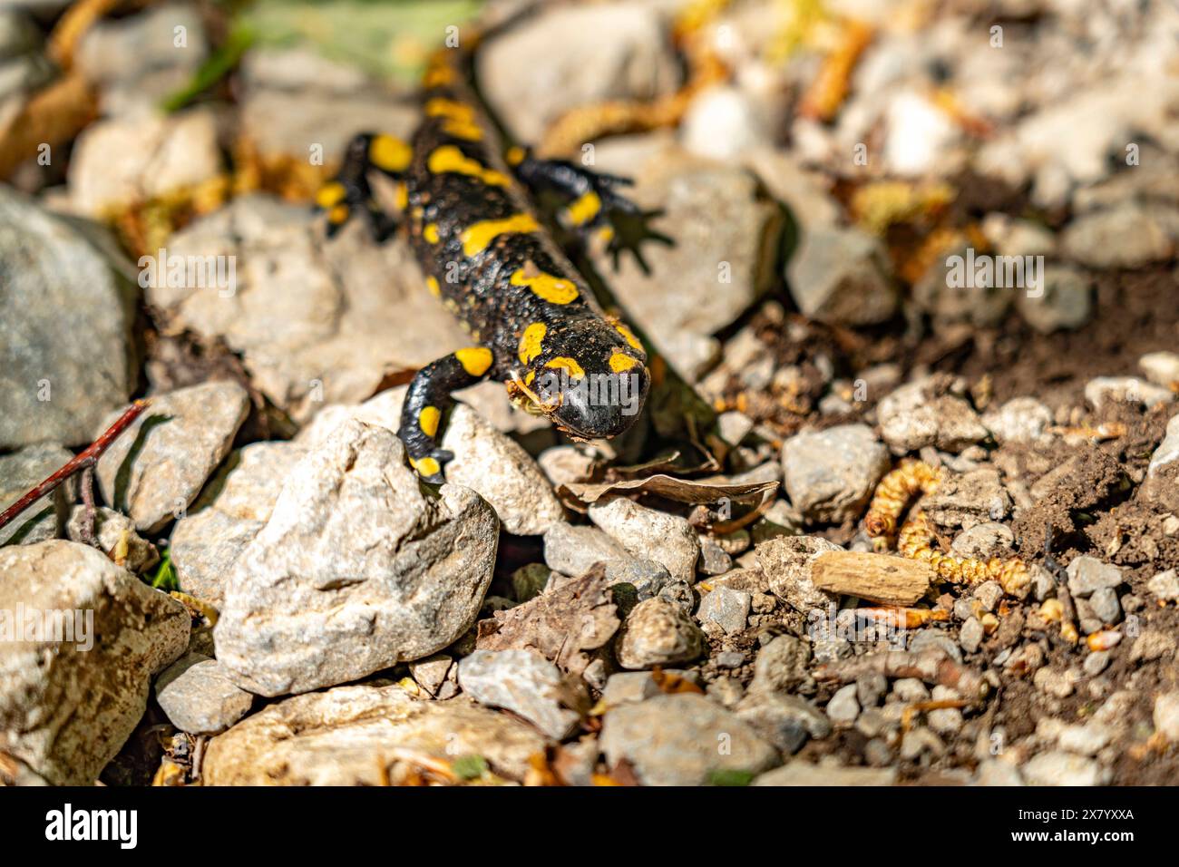Feuersalamander Feuersalamander Salamandra salamandra im Nationalpark Paklenica, Kroatien ...