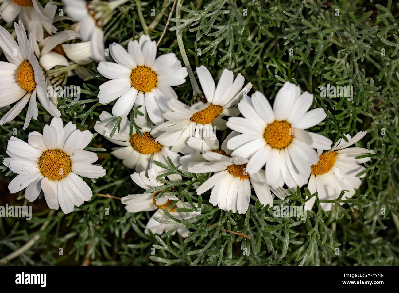 Pretty daisy-like Rhodanthemum Hosmariense, Moroccan daisy. Natural high resolution flowering ...