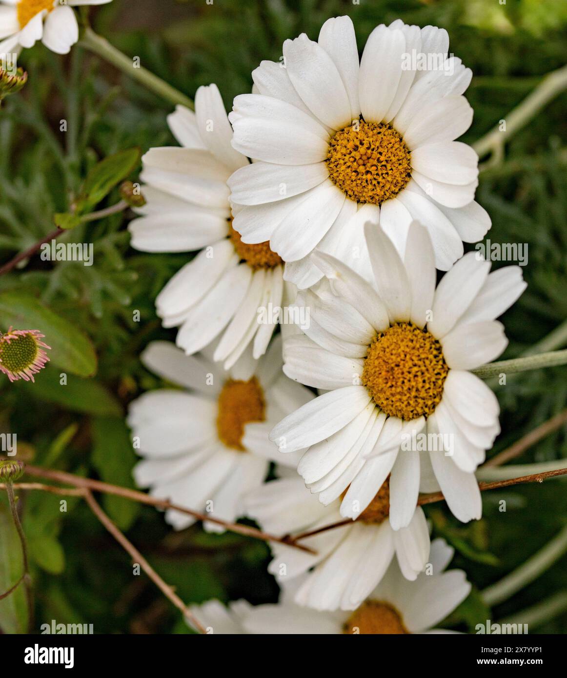 Pretty daisy-like Rhodanthemum Hosmariense, Moroccan daisy. Natural ...