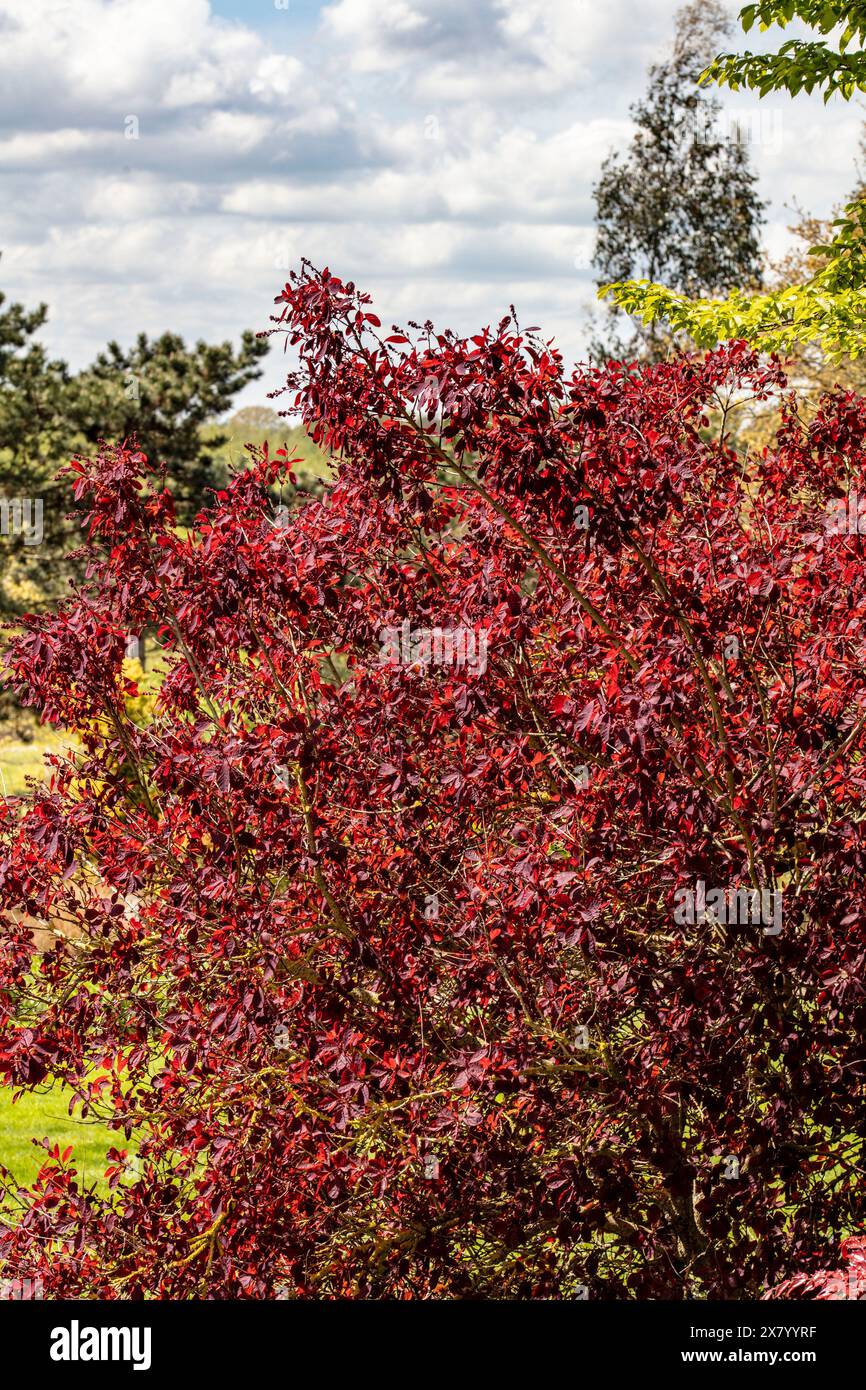 Super bee friendly Ceanothus Dark Star, Natural high resolution ...