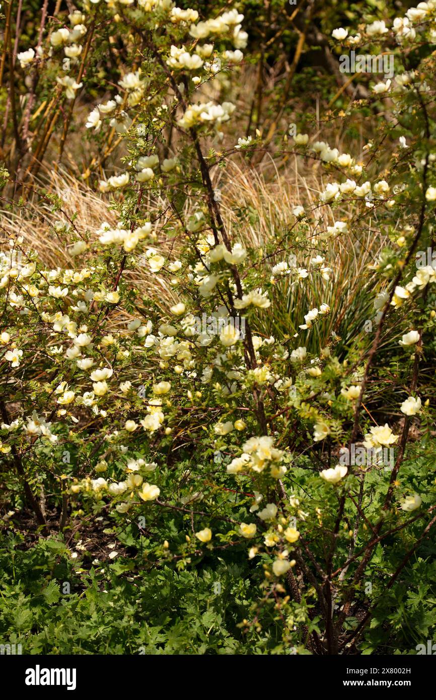 Beautiful Rosa primula flowering in good spring sunshine. Natural close ...