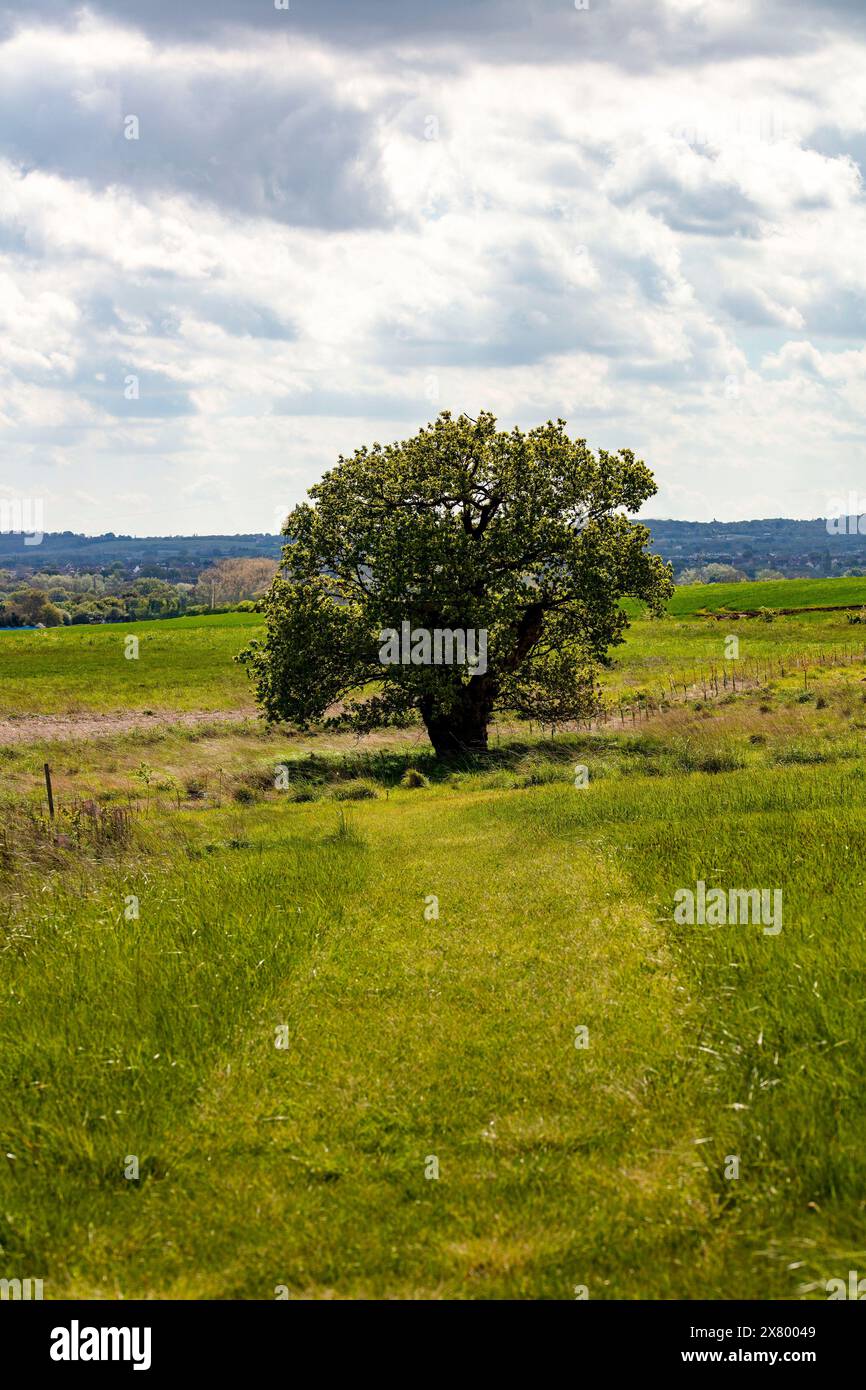 Cut grass path to lone tree standing proudly against a summer sky ...