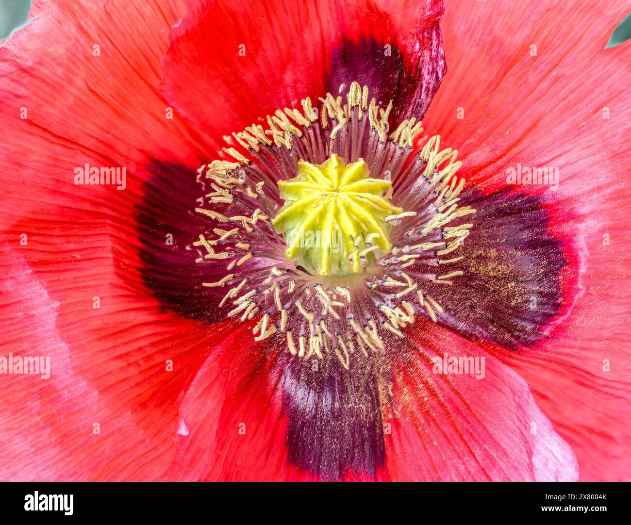 Natural close up, high resolution, flower portrait of stunning poppy ...