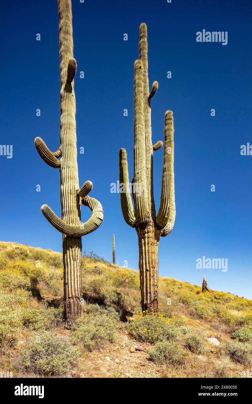 Majestic Saguaro, Saˈɣwaɾo, Carnegiea Gigantea, standing in glorious ...