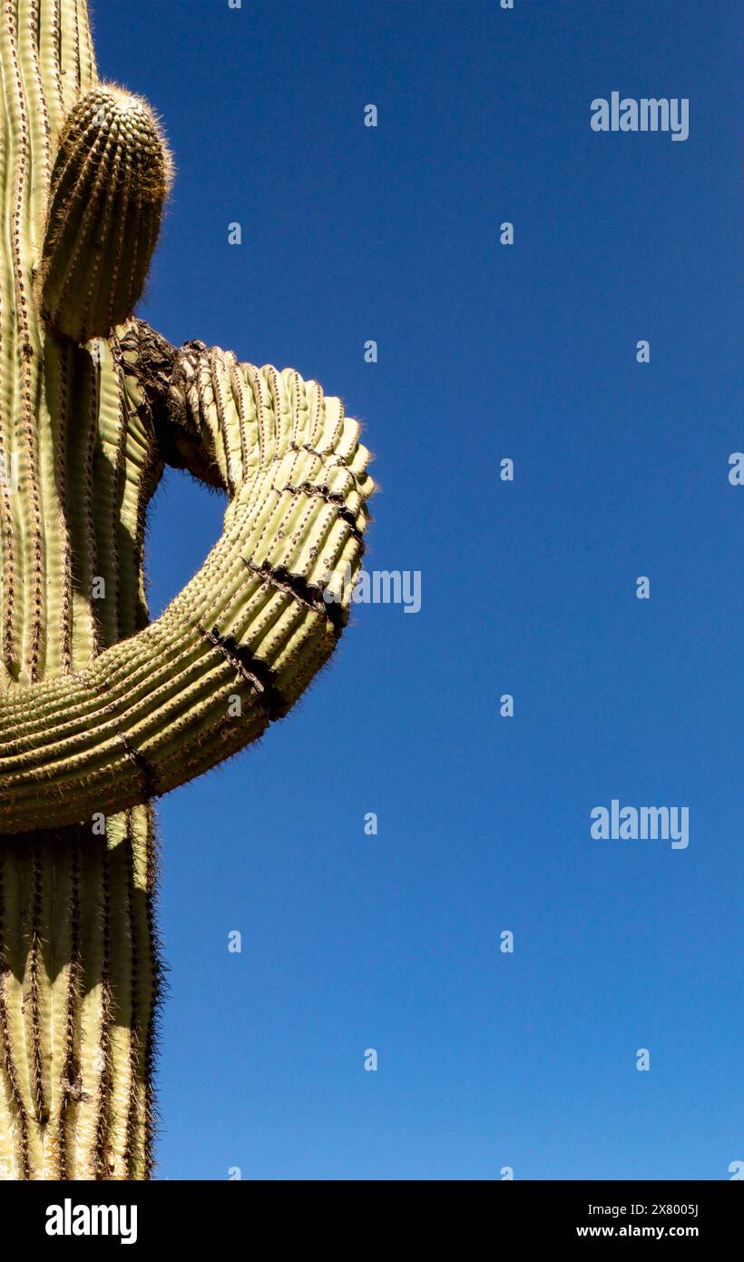 Majestic Saguaro, Saˈɣwaɾo, Carnegiea Gigantea, standing in glorious ...