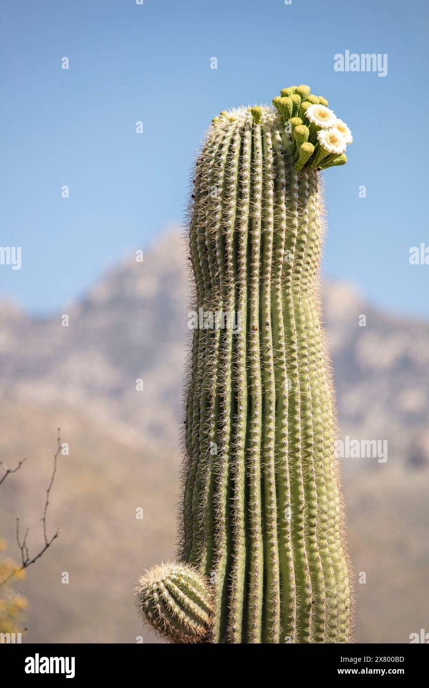 Majestic Saguaro, Saˈɣwaɾo, Carnegiea Gigantea, standing in glorious ...