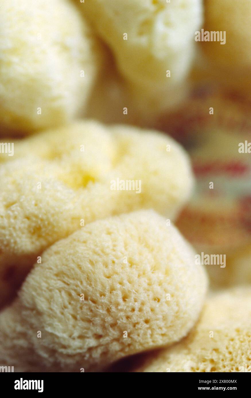 Display natural sponges hi-res stock photography and images - Alamy