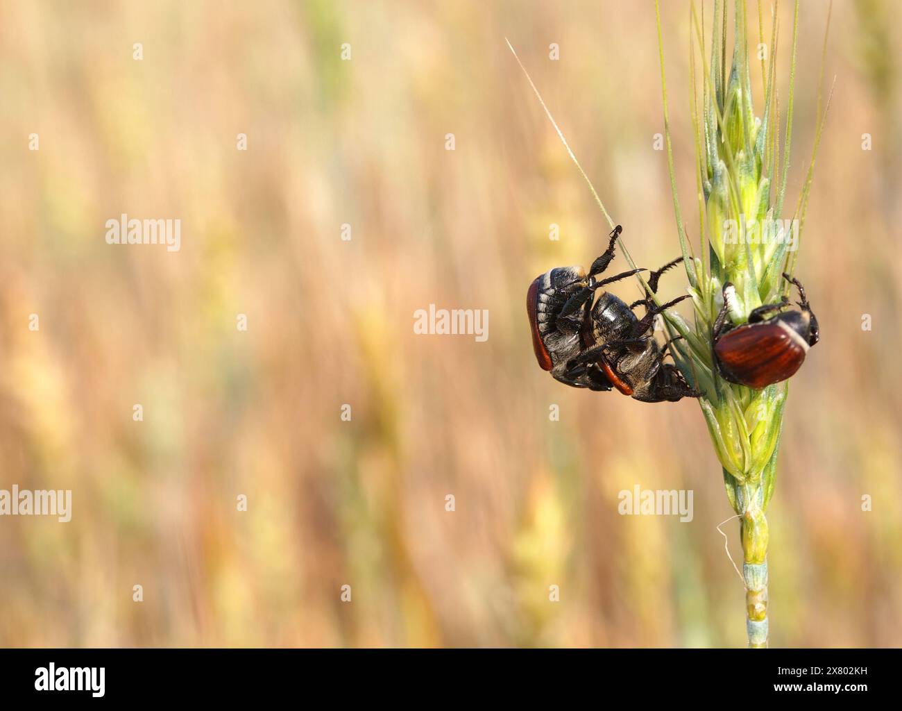 Scarab Beetle on Wheat Ears, a harmful Pest of Cereal Crops, Anisoplia ...