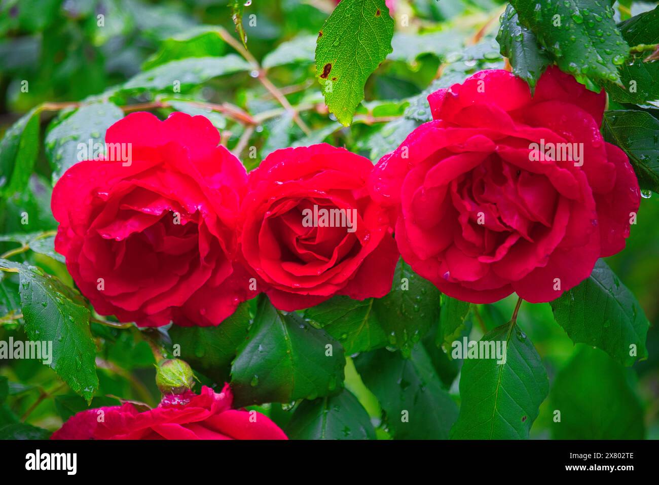 Rote Rosen *** Red roses Stock Photo - Alamy