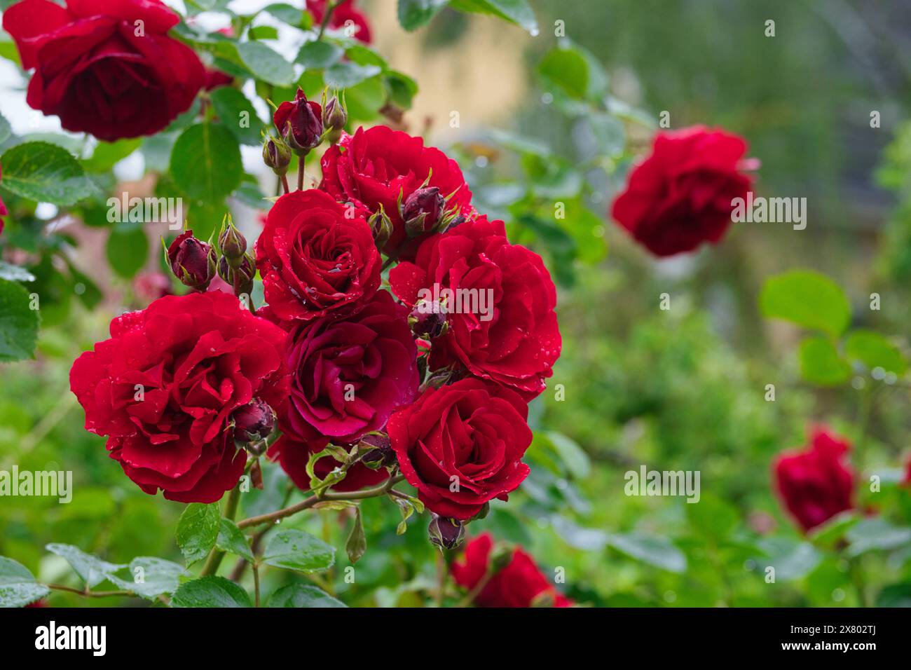 Rote Rosen *** Red roses Stock Photo - Alamy