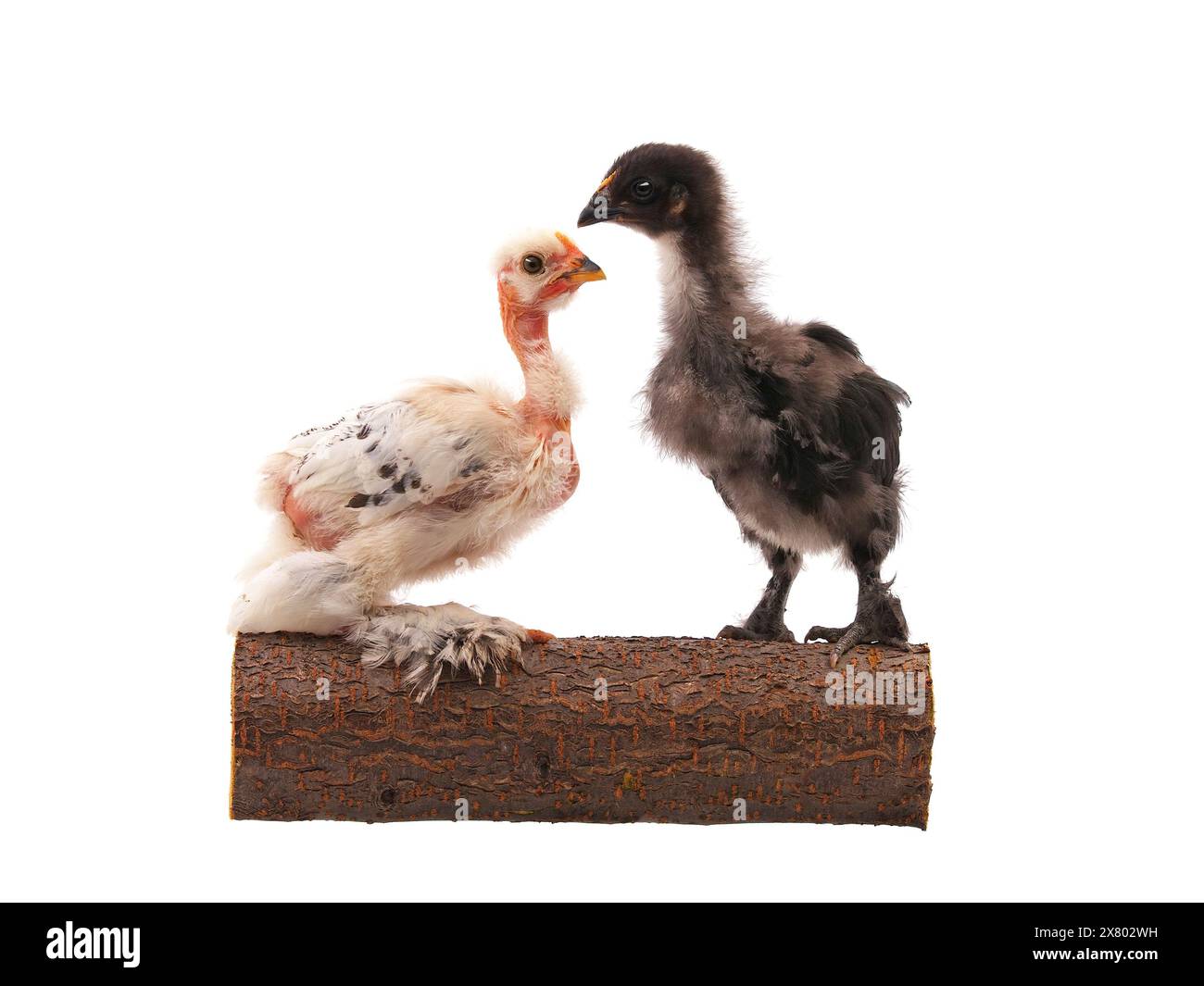 All chickens are beautiful Cut Out Stock Images & Pictures - Alamy