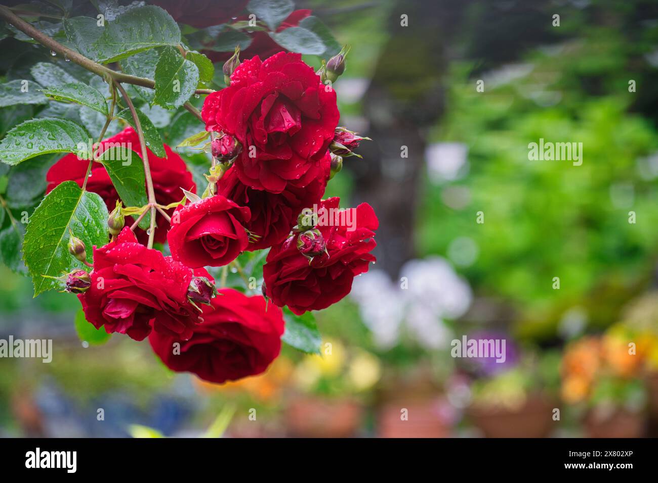 Rote Rosen *** Red roses Stock Photo - Alamy