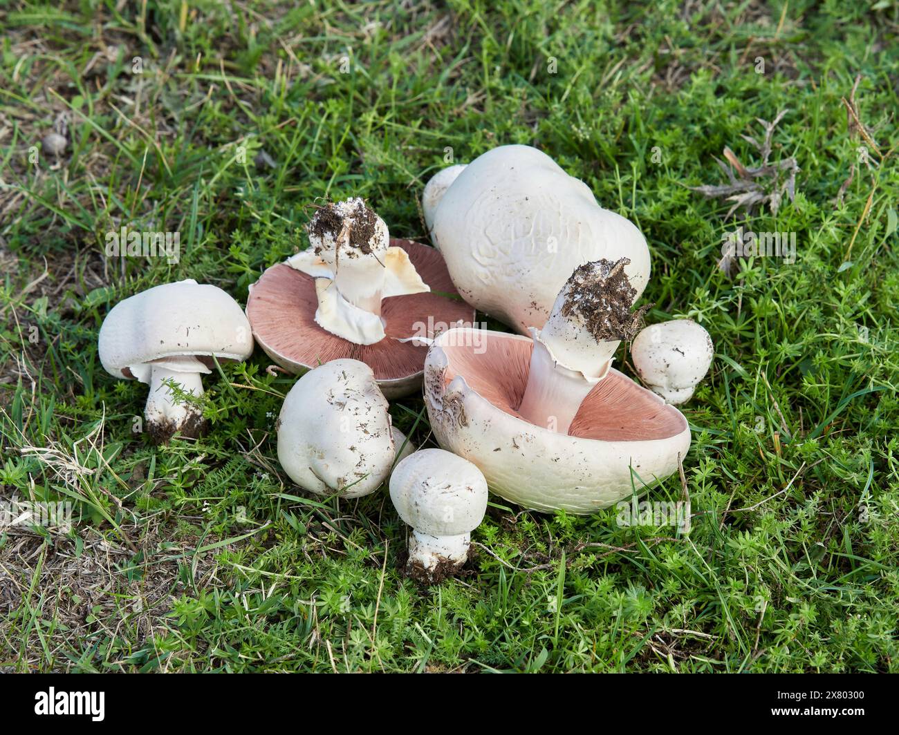 Fresh harvested field mushroom on the meadow. Agaricus campestris Stock ...
