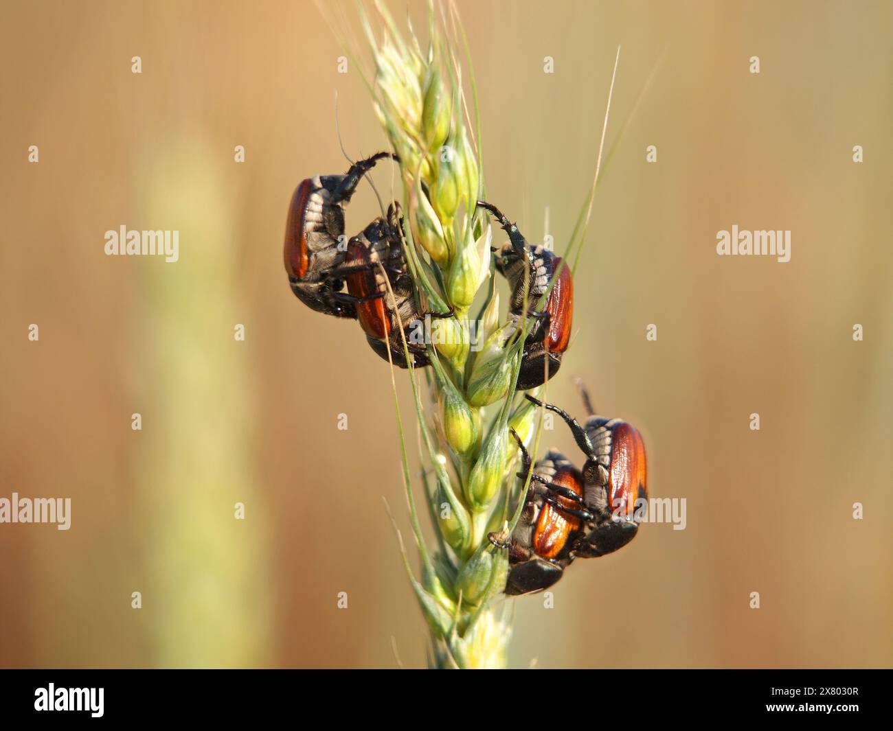 Scarab Beetle on Wheat Ears, a harmful Pest of Cereal Crops, Anisoplia ...