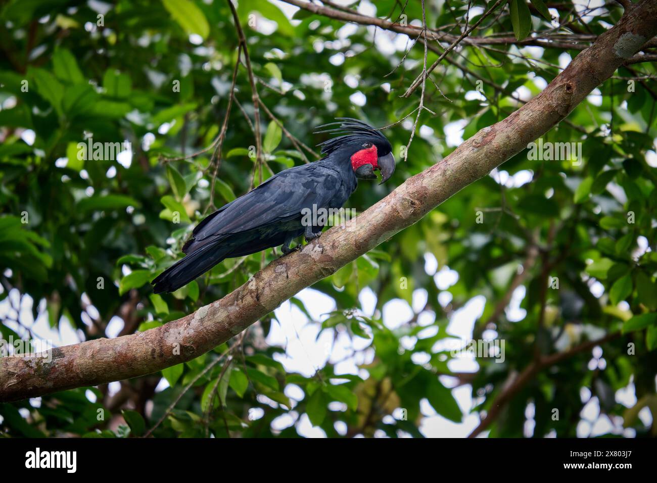 palm cockatoo (Probosciger aterrimus), also known as the goliath ...