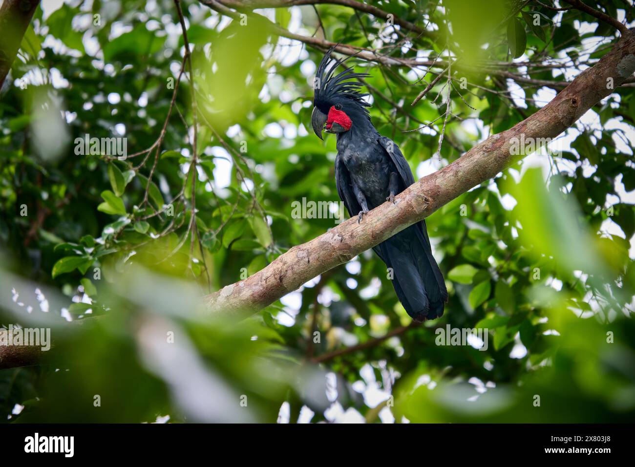 palm cockatoo (Probosciger aterrimus), also known as the goliath ...