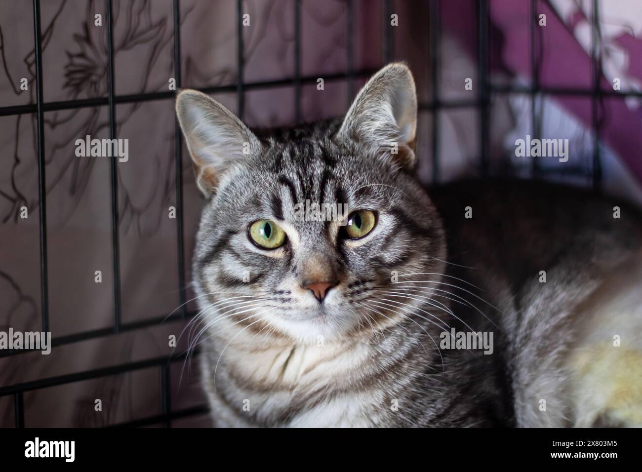 A small to mediumsized Felidae, a carnivorous terrestrial animal with ...