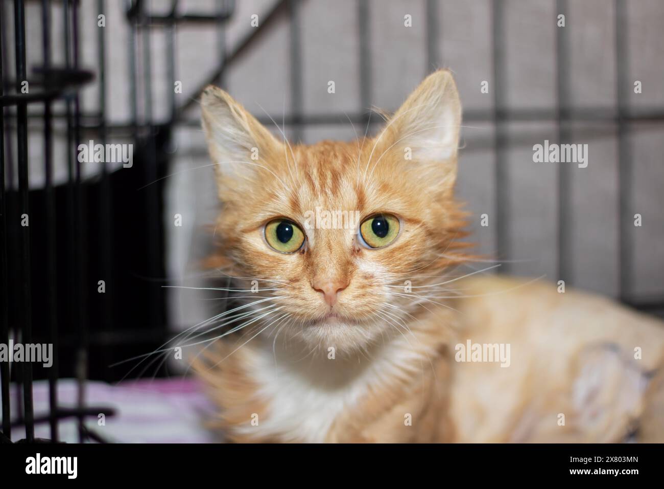 A Felidae carnivore with whiskers, the domestic shorthaired cat, in a ...