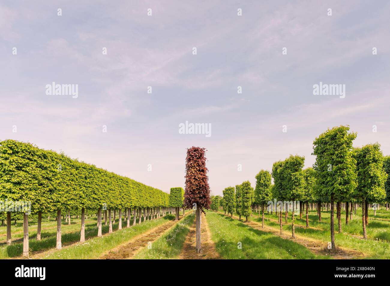 Dutch tree nursery with growing fresh green trees in Gelderland, The ...
