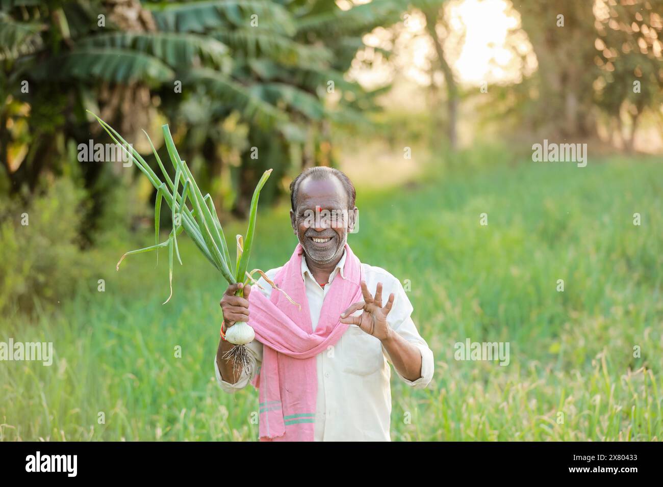 Indian farmer holding onion plant in onion farm Stock Photo - Alamy