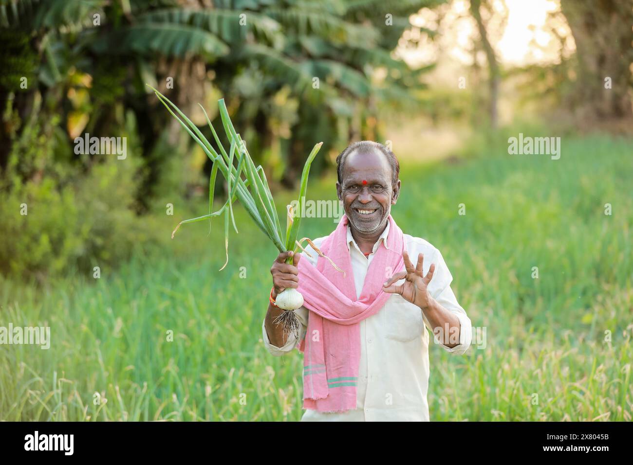 Indian farmer holding onion plant in onion farm Stock Photo - Alamy