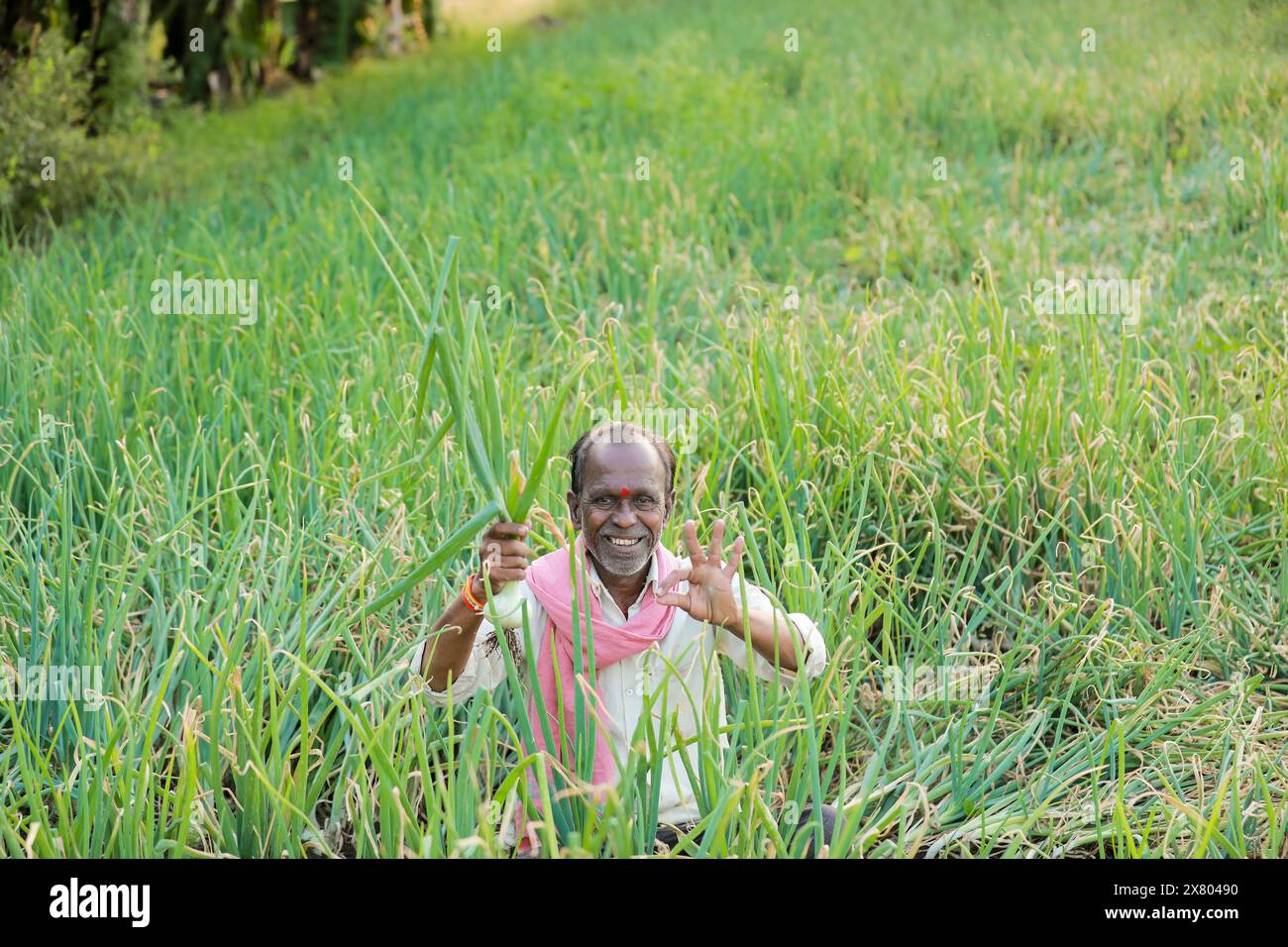 Indian farmer holding onion plant in onion farm Stock Photo - Alamy