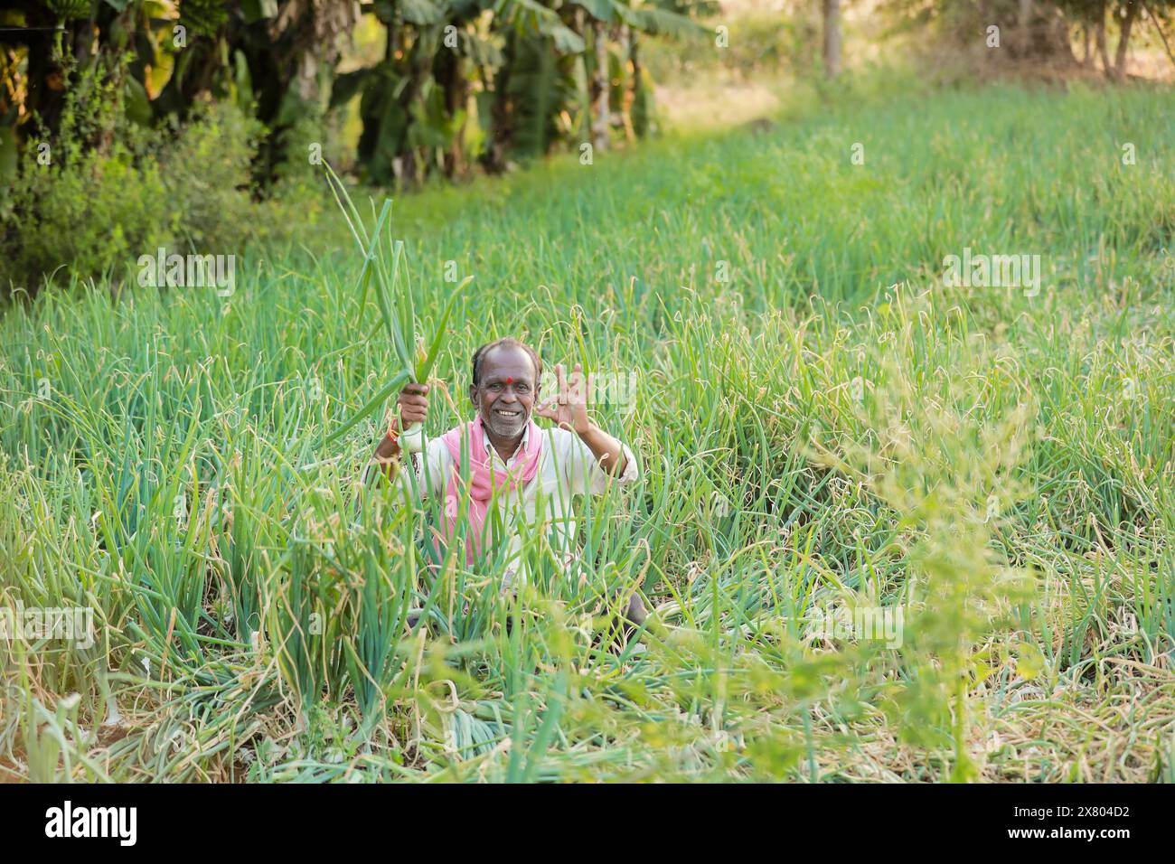Indian farmer holding onion plant in onion farm Stock Photo - Alamy