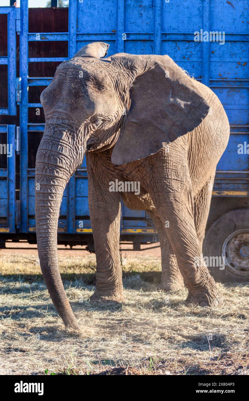 transporting tranquilized elephant to a new location, volunteers trying ...