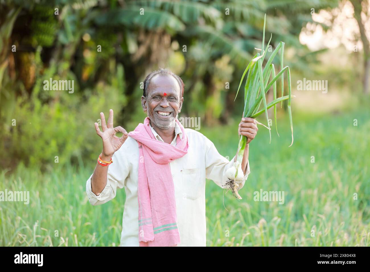 Indian farmer holding onion plant in onion farm Stock Photo - Alamy