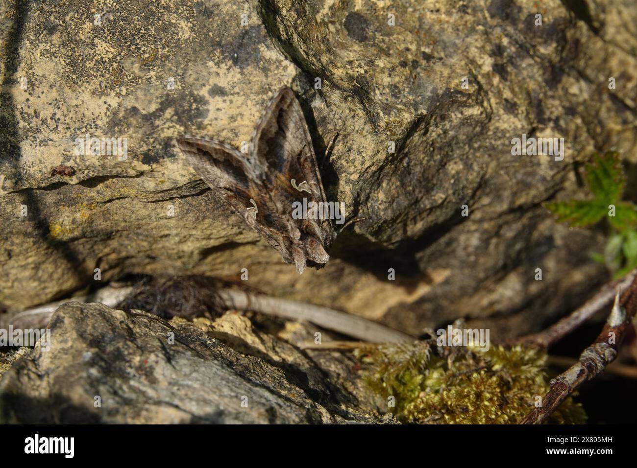 silver y moth (Autographa gamma Stock Photo - Alamy