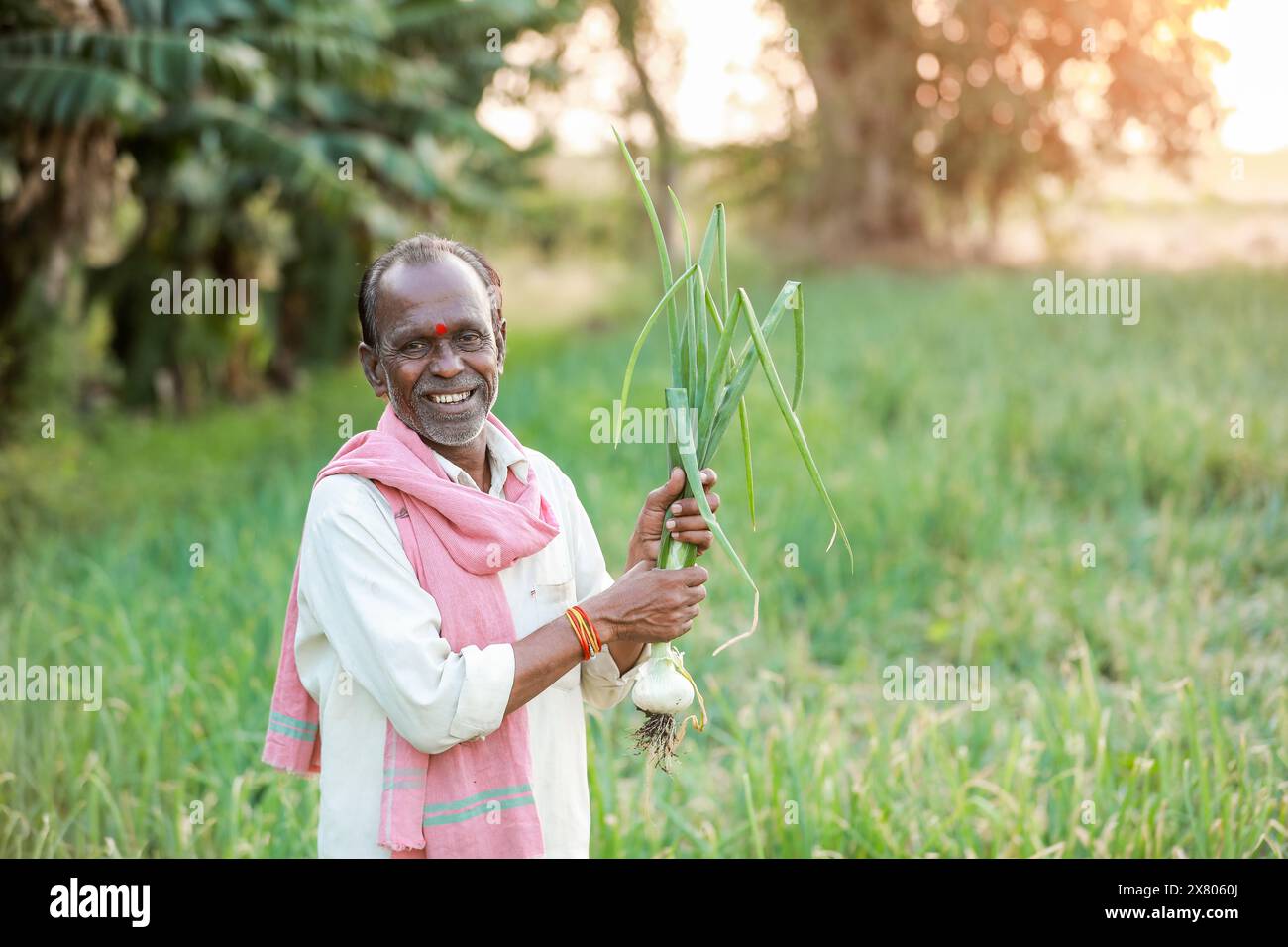 Indian farmer holding onion plant in onion farm Stock Photo - Alamy