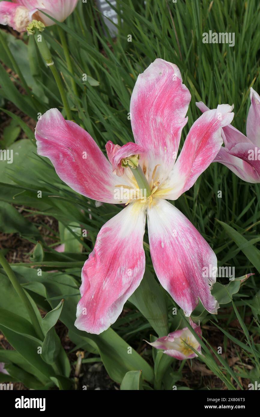 Closeup of the white and pink multi-coloured lily-shaped garden tulip ...