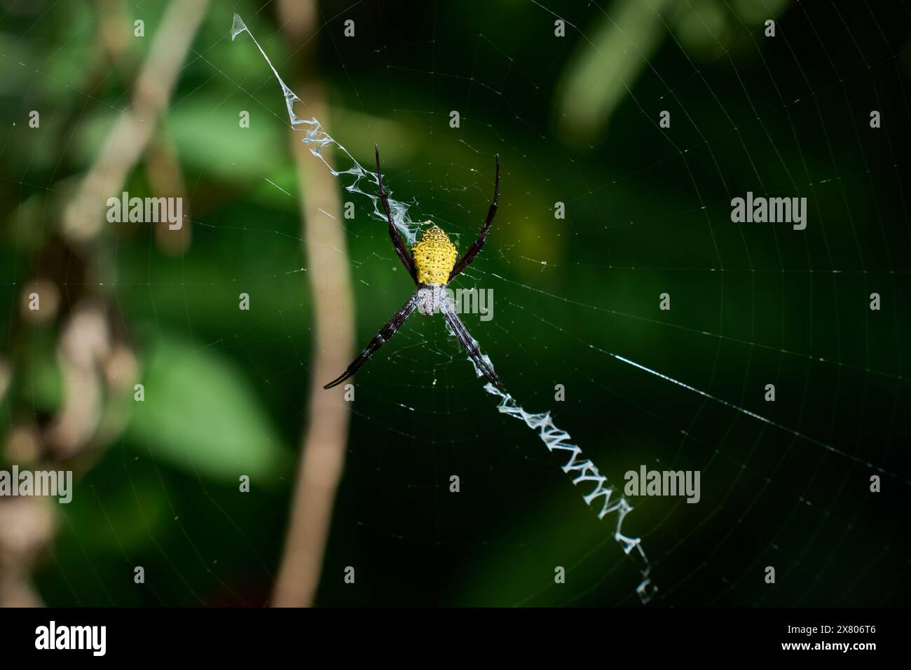 Golden Orb-weaver spider, Raja Ampat Biodiversity Nature Resort, Waigeo ...