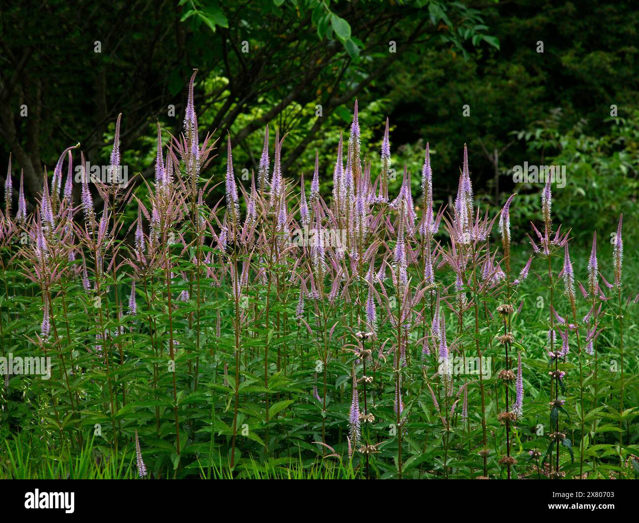 Veronicastrum adoration hi-res stock photography and images - Alamy