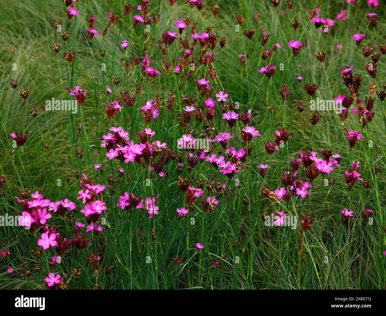 Closeup of the bright pink flowers of the hardy perennial garden plant ...