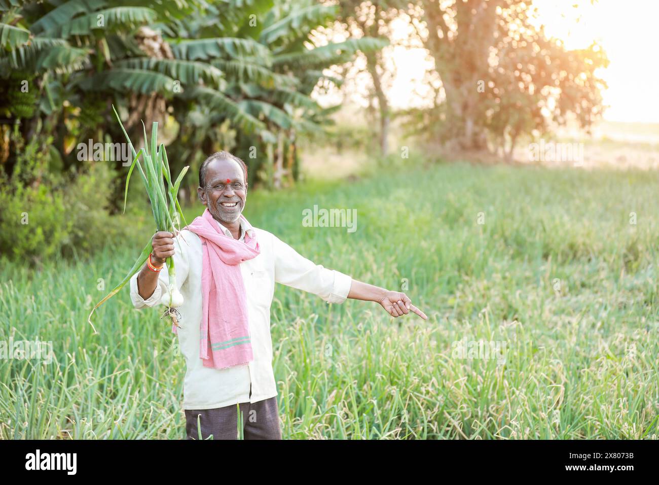 Indian farmer holding onion plant in onion farm Stock Photo - Alamy